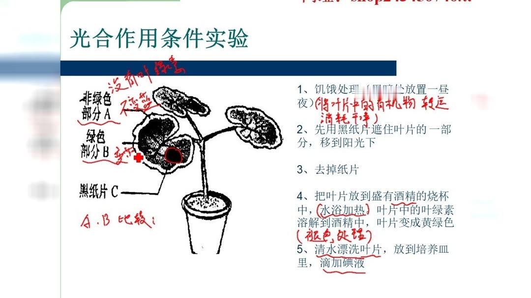 23、七年级光合作用实验