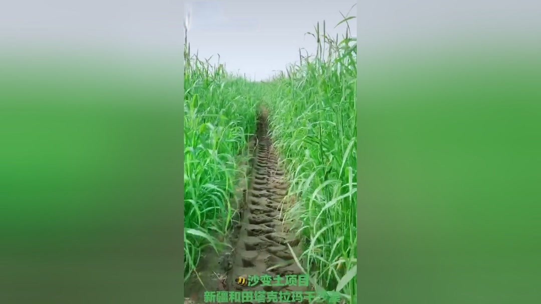 沙变土项目—新疆和田塔克拉玛干沙漠,带你走人沙漠森林