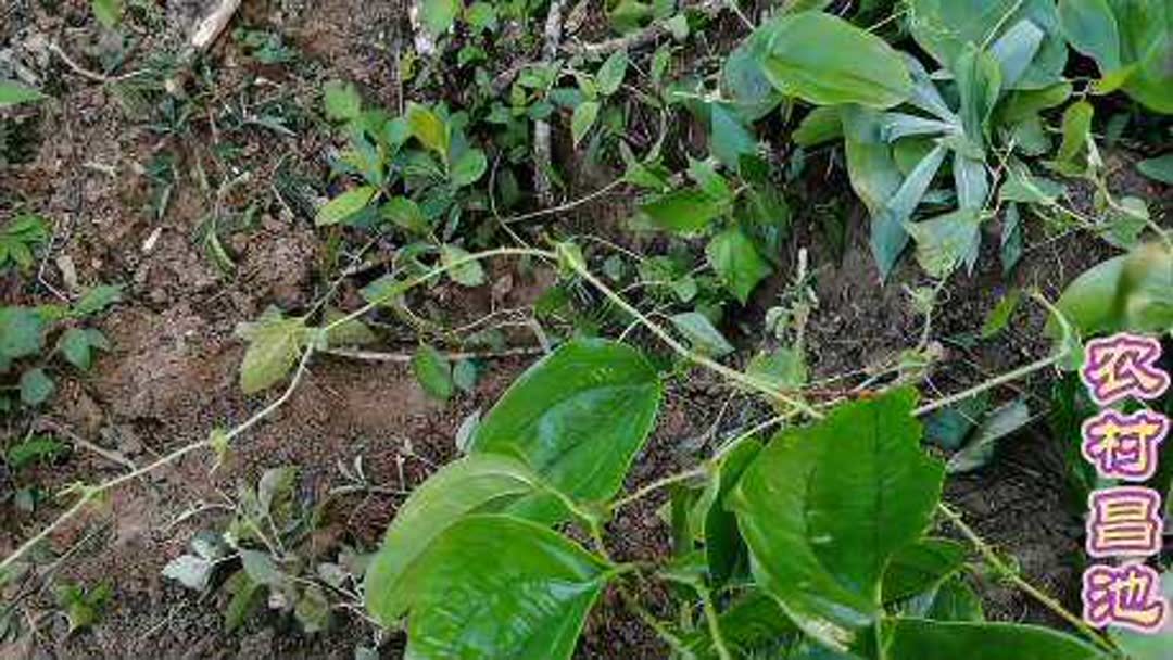 有一颗金刚藤很老,昌池挖出来看有什么