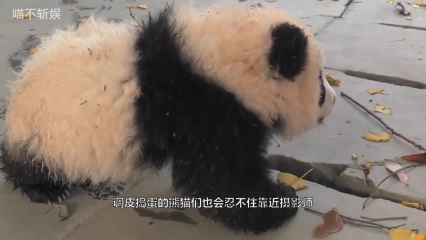 熊猫平地摔倒气不过,在地上一阵翻滚,迈着小短腿朝摄影师猛扑