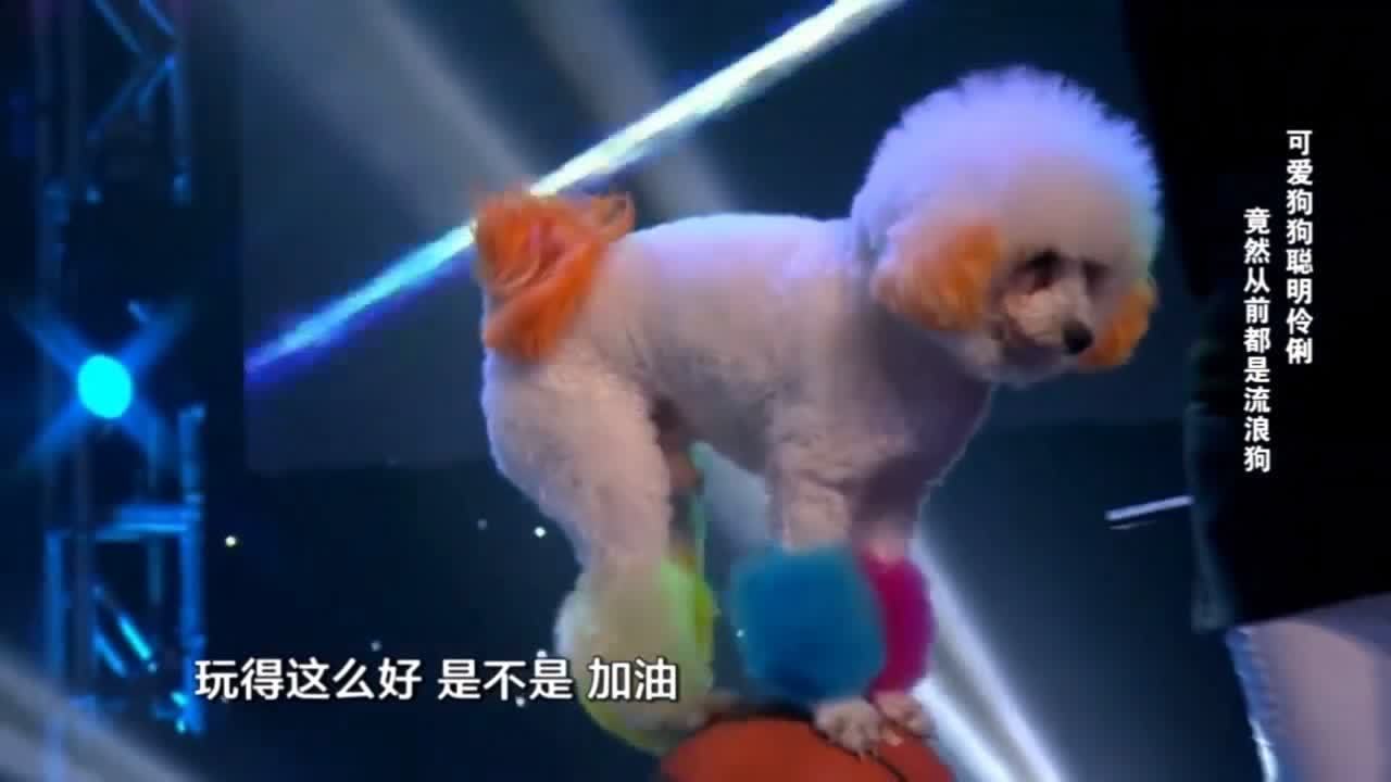 可爱狗狗玩起杂技!观众都嗨起来,却不知是流浪狗