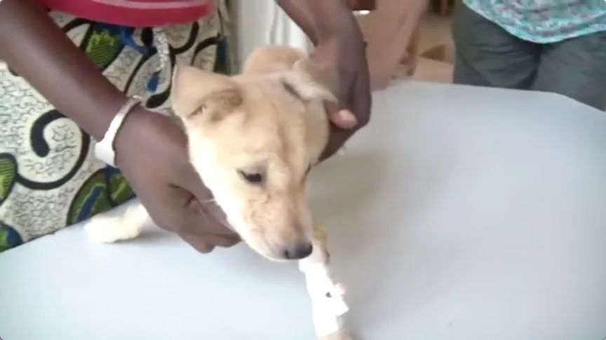 狗狗得狂犬病的前期征兆