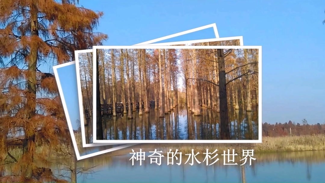 惊艳!实拍上海青西郊野公园水上森林
