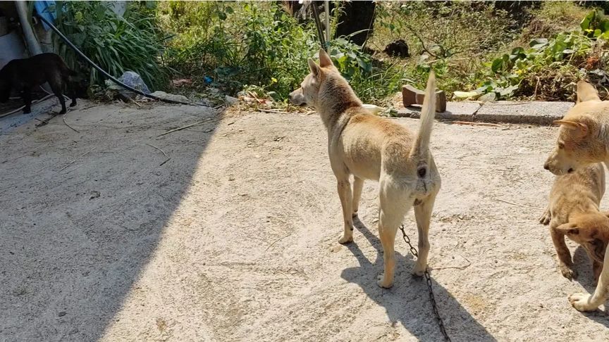 偷狗贼太猖獗,狗主被迫忍痛割爱让短枪尾黄狗寻找新主人