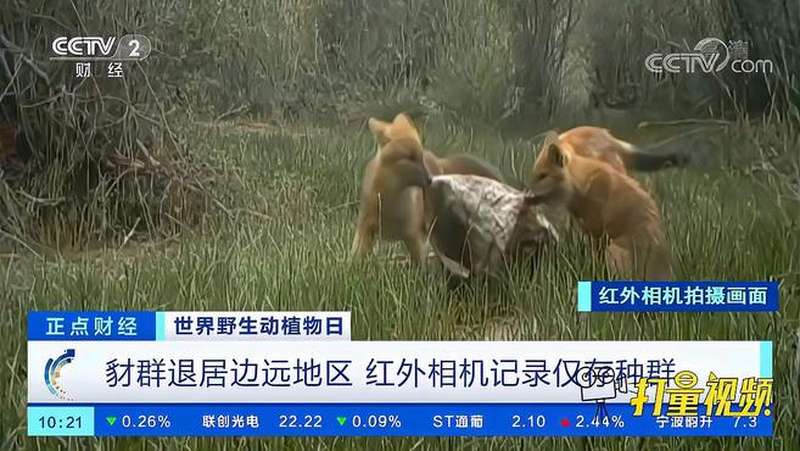 世界野生动植物日:豺成为国家一级保护动物|正点财经