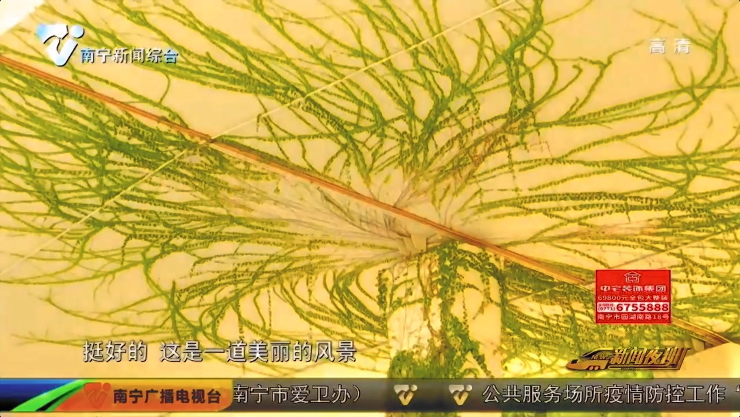 有趣!爬山虎长成了“参天大树”