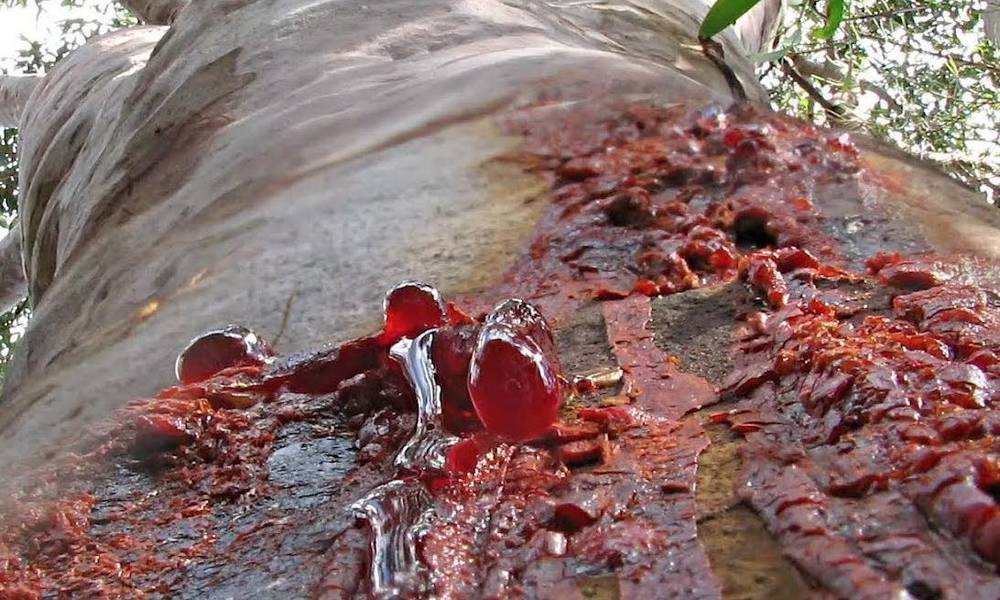 世界上神奇的植物,受伤了还会"流血",网友:树木成精了