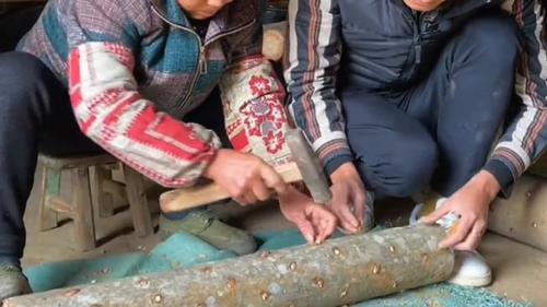 平菇原来是这样种出来的,也是没谁了,就问你惊不惊喜意不意外