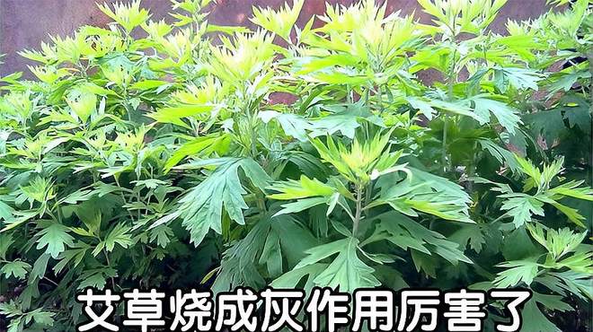 艾草的作用和用途大家知道吗?