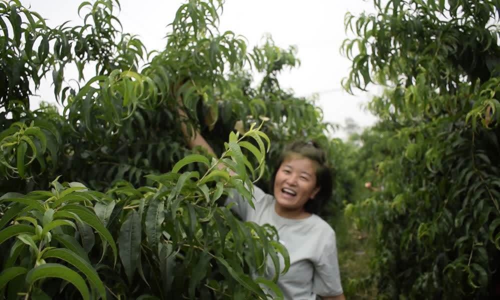 小伙带家人去摘桃子,4块钱一斤,这么多的桃子要卖多少钱啊