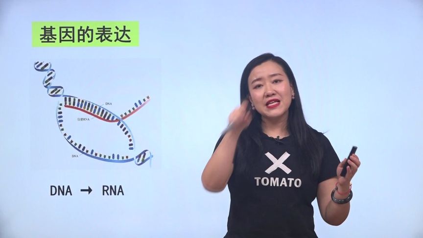 翟思茗-高中生物小知识-基因的表达