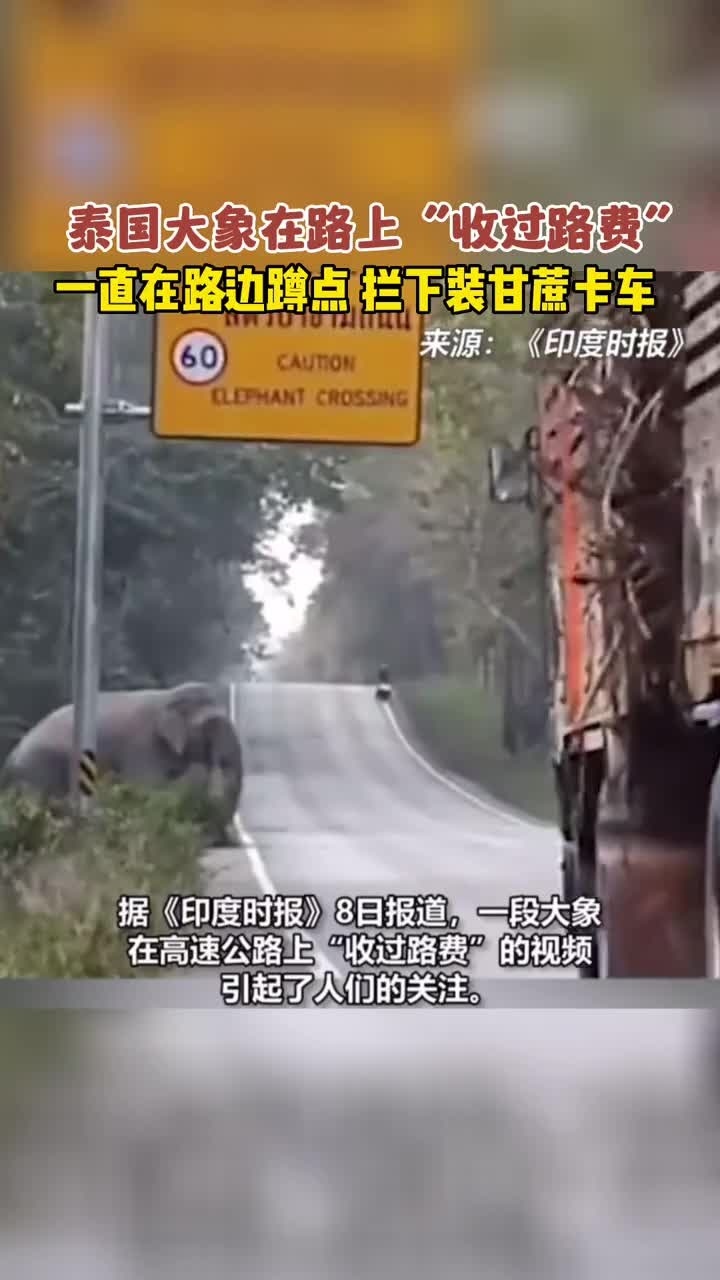 泰国大象蹲点"收过路费"