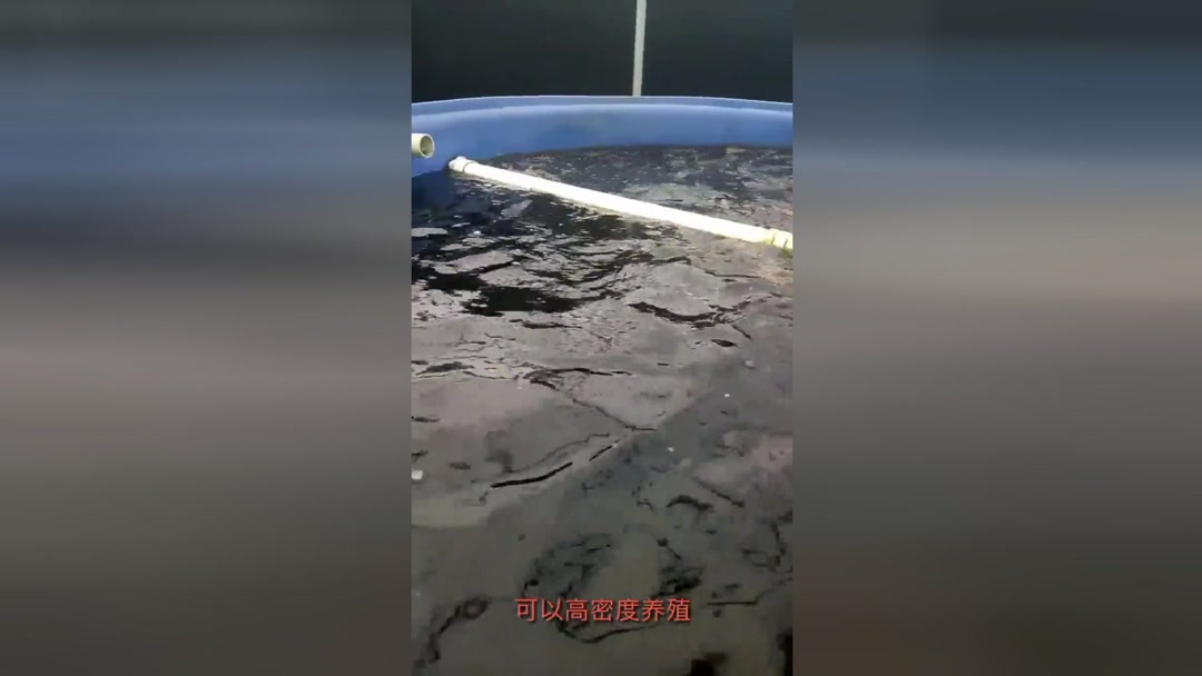 鱼菜共生循环生态系统#鱼菜共生 #科技农业创新农业