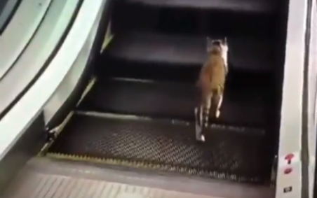 商场的电梯找到了新用法