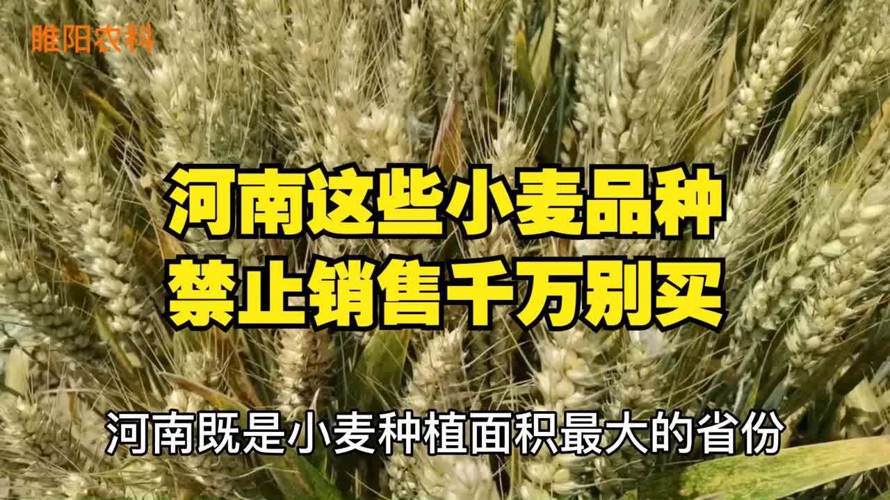河南这些小麦品种,已经被撤销审定编号,禁止在市场上销售