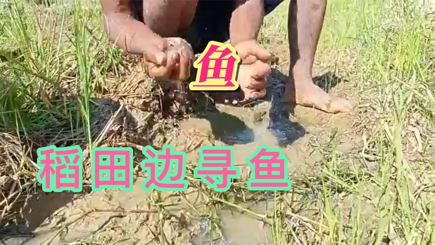 农忙过后,在稻田边抓鱼