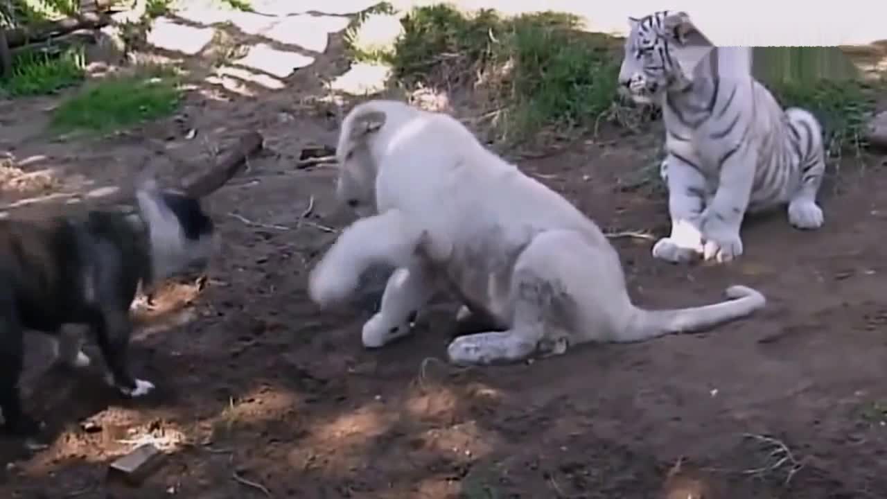 实拍最强比特犬大战白狮,白虎在旁边劝架 史上最凶残打斗!