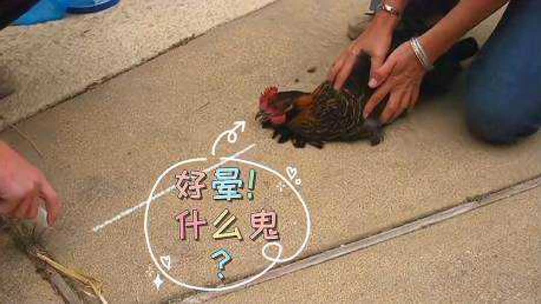 为什么在鸡面前画一条直线它就不动了?其实答案并没有这么简单