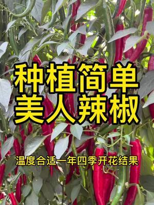 美人辣椒,种植简单好管理#新农人计划2023 #支持三农扶持三农发展 #.