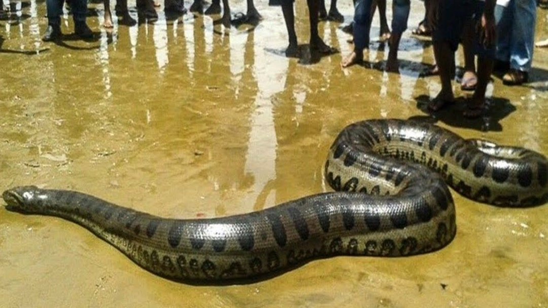 动物世界,巨蟒!