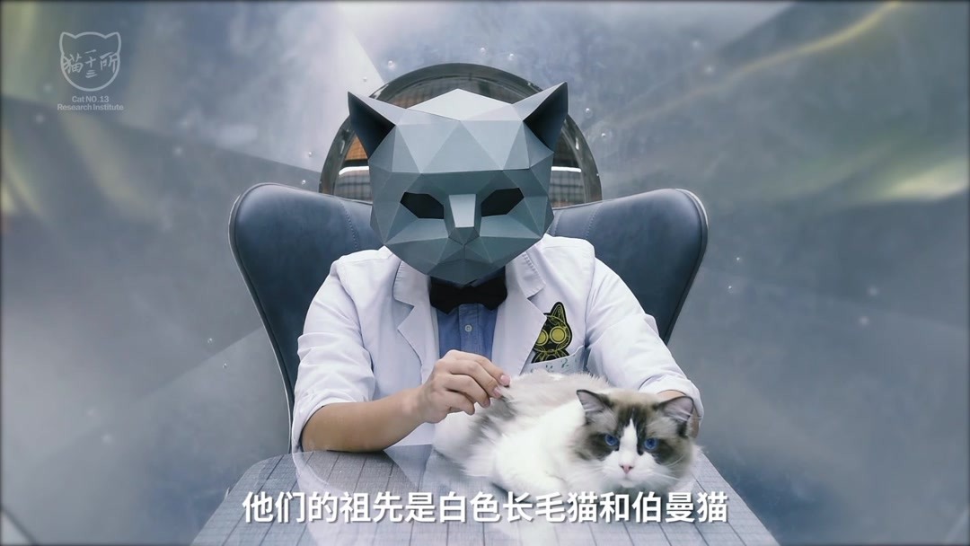 【猫一十三所】猫咪品种科普--布偶猫