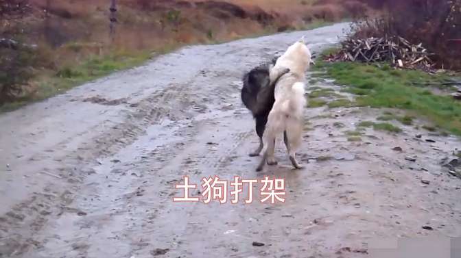 实拍农村土狗打架