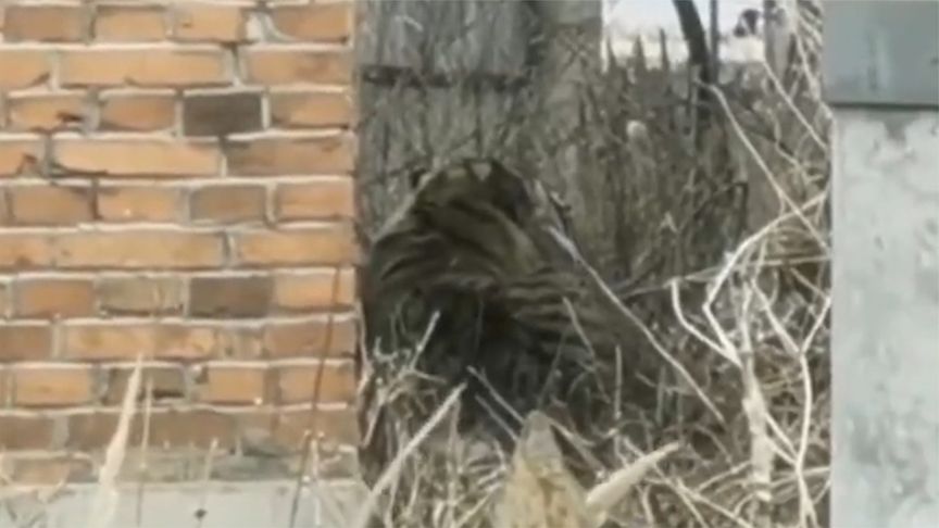 还好走的快!黑龙江一东北虎进村,车窗都被拍碎