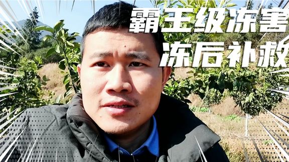 果树受到霸王级冻害后,这样补救和护理,才能恢复树势