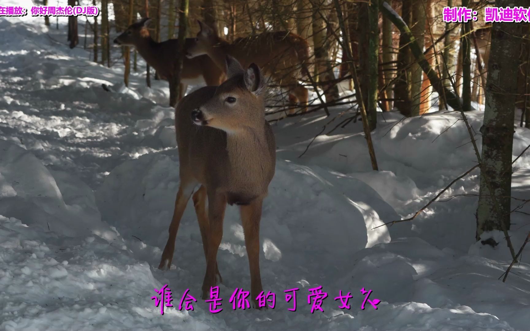 《你好周杰伦(DJ版)》欣赏,音乐mv下载免费的软件