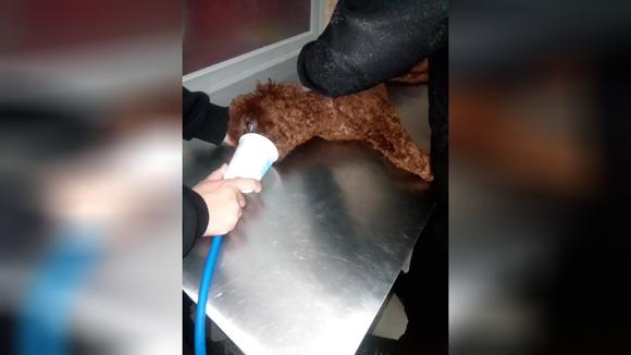 狗狗急性中毒了 真是好难受啊