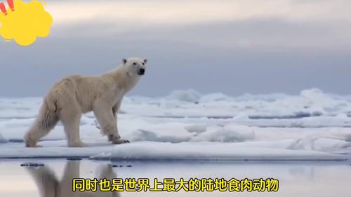 第三集北极熊的食物动物世界野生动物零距离