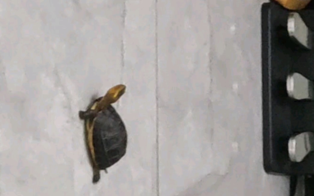 兄弟们 你们说 它咋这么能熬,总是夜里出来活动,被它吵醒好几次,它要...