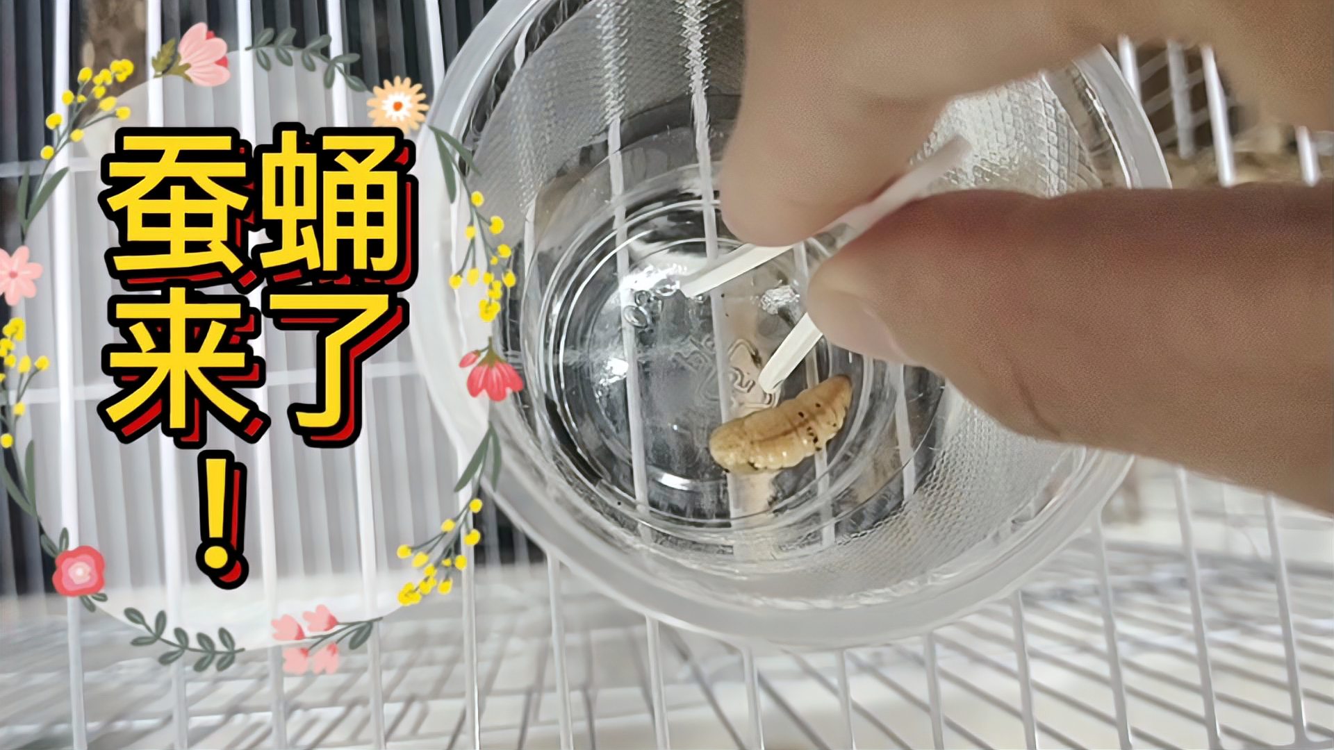 养的蚕出蚕蛹了,总算大功告成!