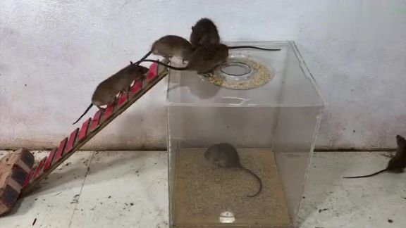超牛的捕鼠器,制作原来如此简单