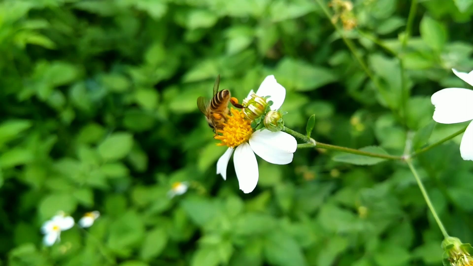 蜜蜂与白花鬼针草(图文科普版)