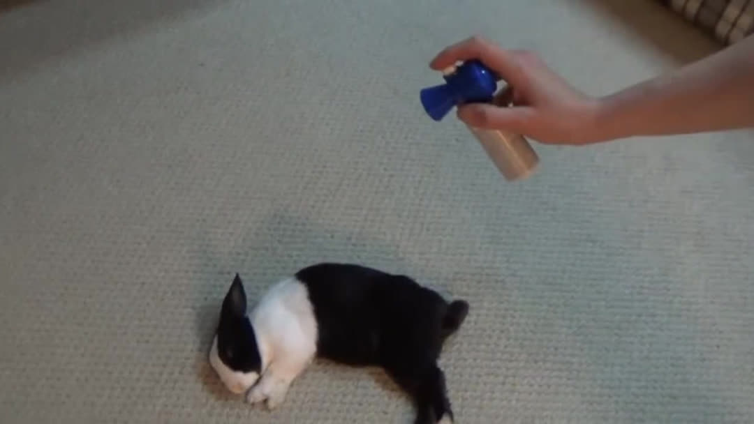 什么叫雷打不动?看看这只兔子就知道了,能把人笑死!