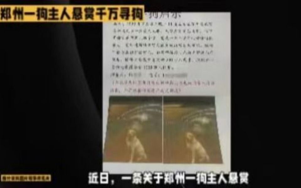 郑州一狗主人悬赏千万寻狗