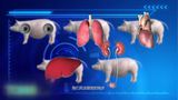 人细胞成功植入猪胚胎,做出猪人用于器官移植
