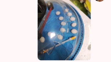 怪不得这么多人敢卖货不对板的受精蛋。孵了十几天的蛋让退货退款,...