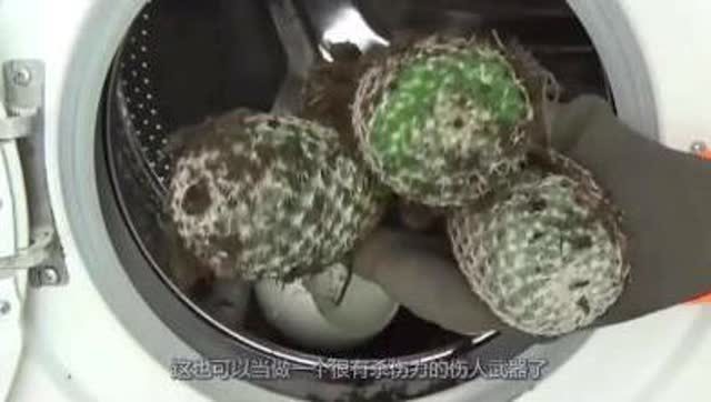 试试仙人球放进滚筒洗衣机,老外奇葩实验,你猜结果如何呢?