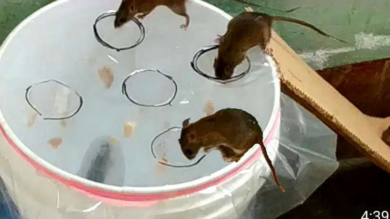 非常实用的捕鼠器,制作原来如此简单