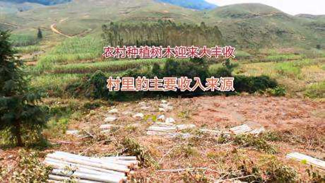 河池环江的一个小山村,种植树木是主要收入来源,看看收获如何?