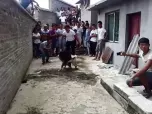 哈士奇比特犬打架视频