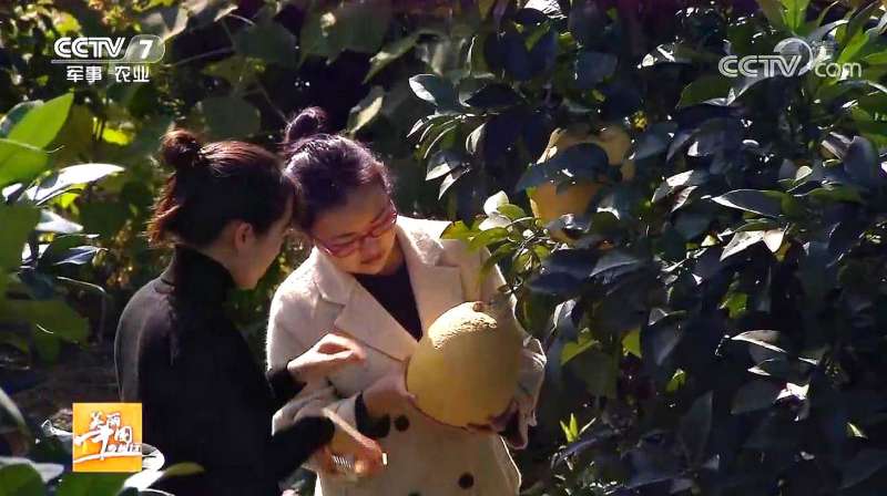 美丽中国乡村行:原来柚子皮还有这个功效,以后吃柚子不丢皮了!
