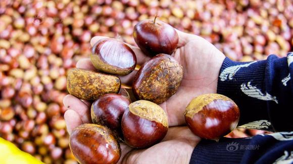 板栗如何去皮最快?只需一个塑料袋,外壳内皮一起去,简单实用