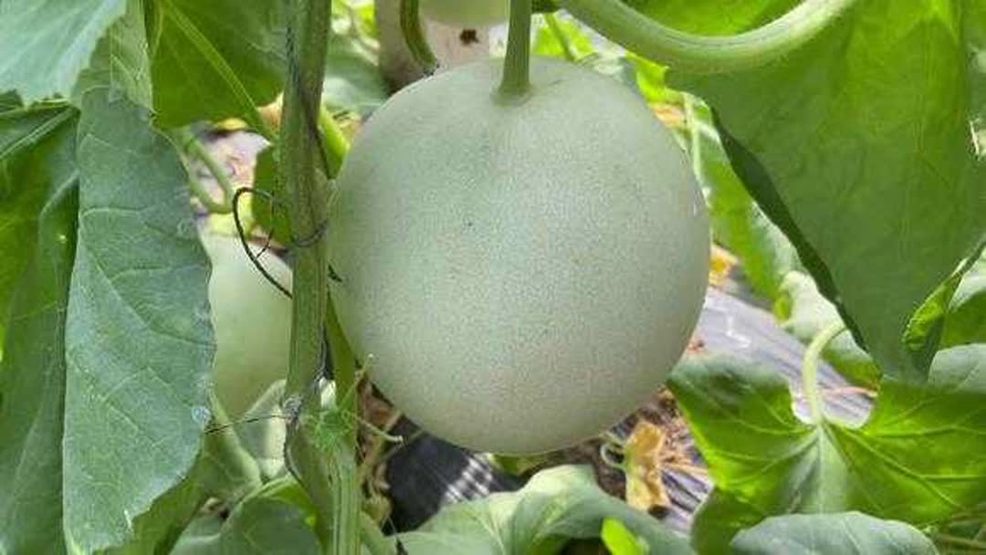 玉菇这款瓜是软糯的,教大家什么时候吃口感最佳