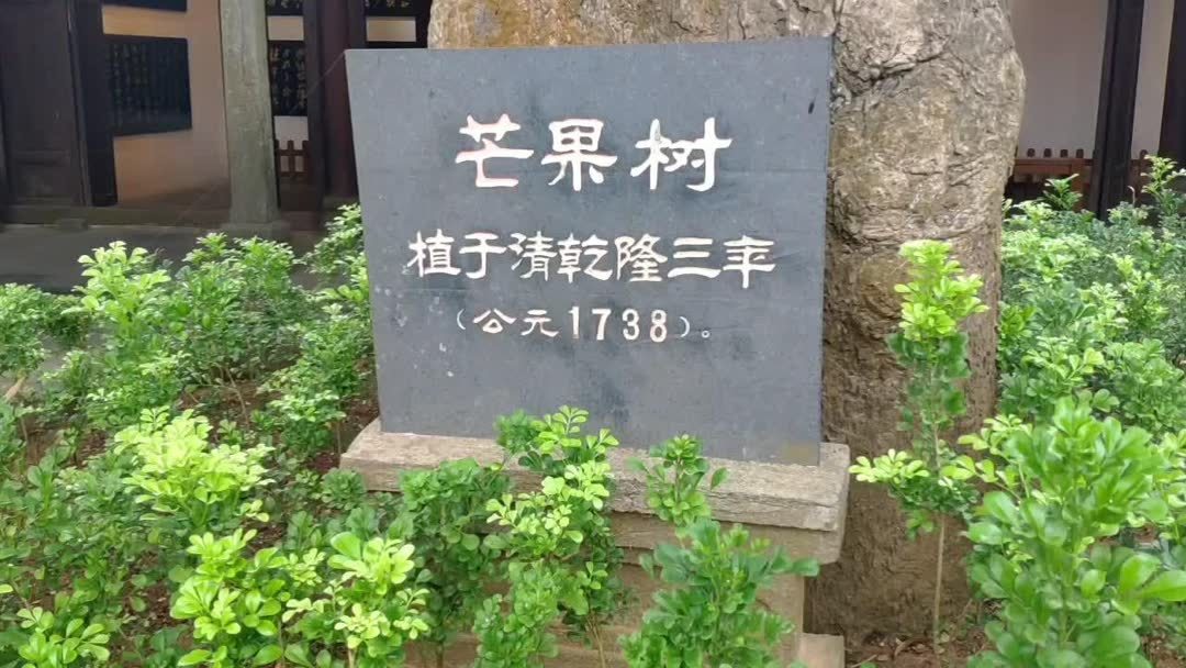 第一次见到几百年的芒果树