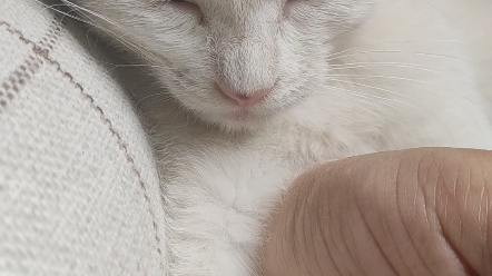 ...箱猫粮有用处了。这只小时候好皮呀!好不容易找到一个安静的时候