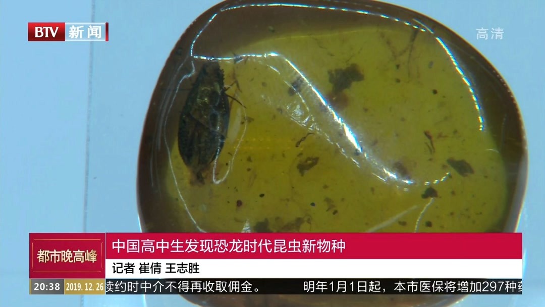 中国高中生发现恐龙时代昆虫新物种