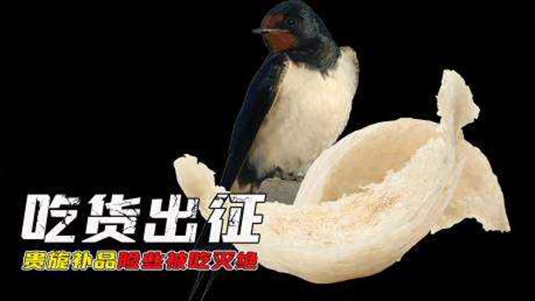 被吃到"灭绝边缘"的动物,1斤口水都能卖4万,药用价值很高